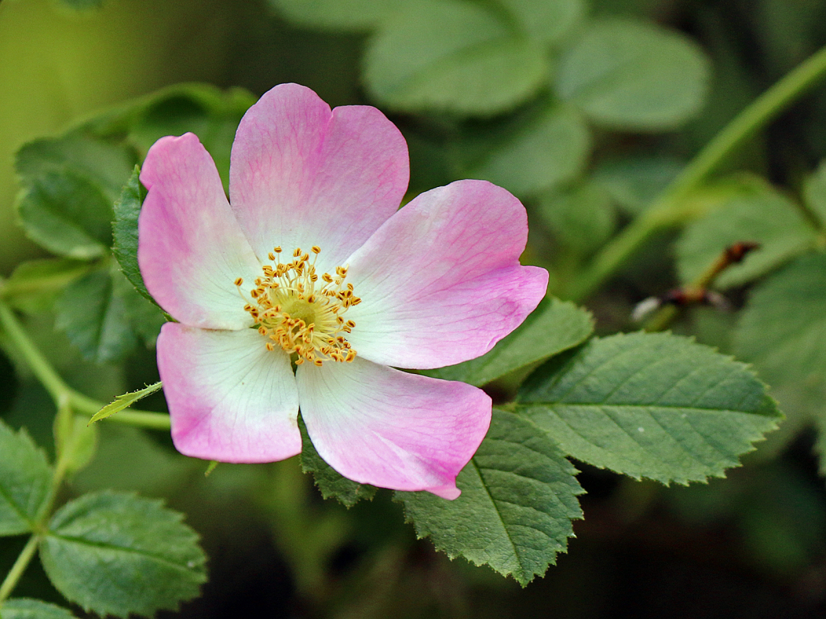Plant of the month: Rosa Californica – Valley Water News