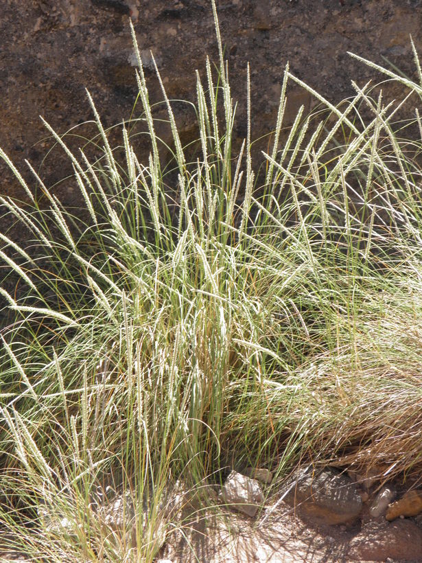 Plant of the month: deergrass – Valley Water News