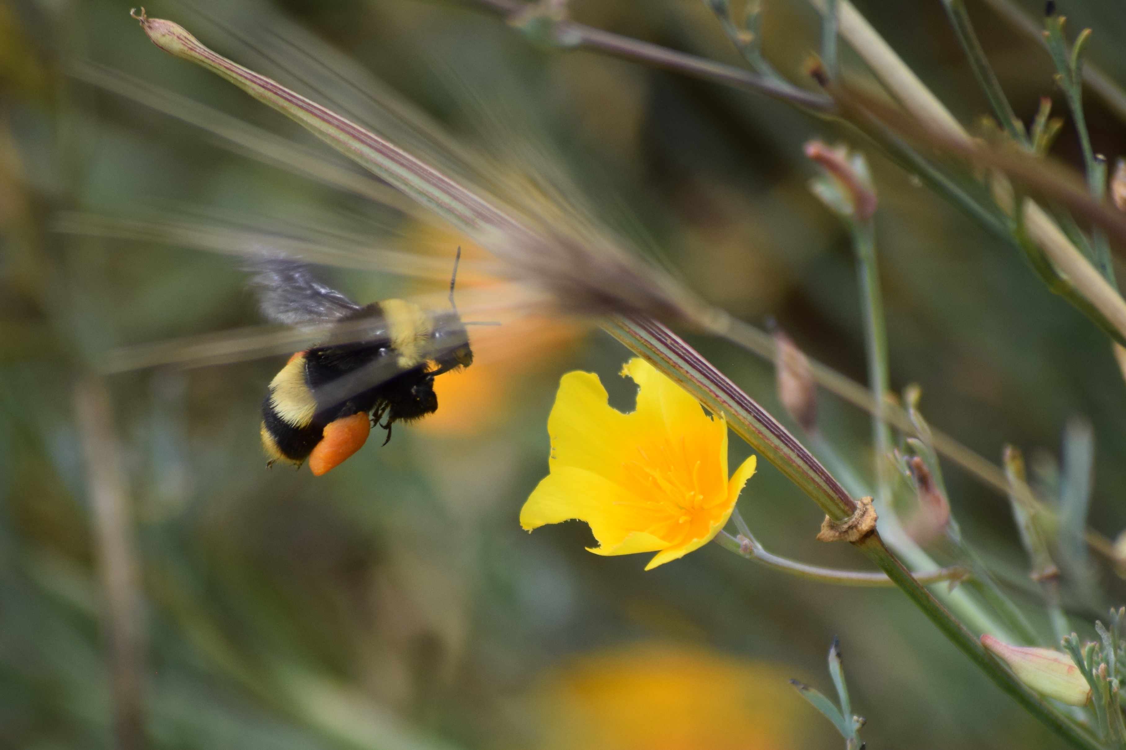 Protecting Pollinators – Valley Water News